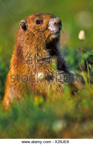 Olympic marmot (Marmota Olympus) in grass, Olympic National Park Stock ...