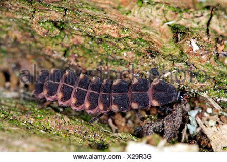glowworm, glow-worm, great European glow-worm beetle (Lampyris Stock ...