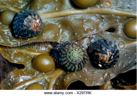 Flat top shells (Gibbula umbilicalis) in rock pool at low tide, UK ...