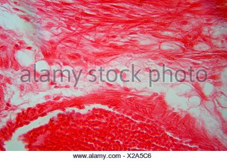 Cells of trachea tissue under the microscope Stock Photo: 93549324 - Alamy