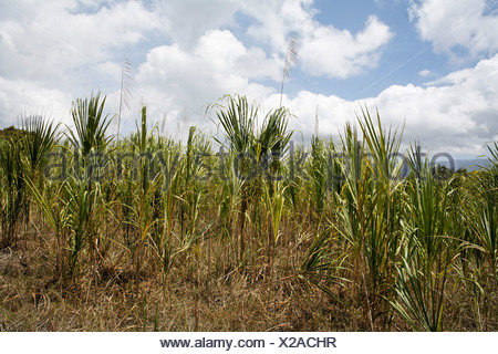 COSTA RICA Agriculture Sugar Cane harvesting and production Stock Photo ...