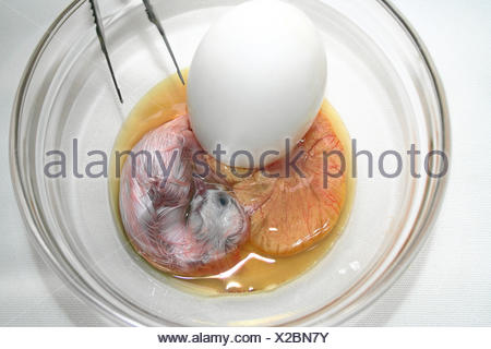 duck embryo from a fertilized egg called balut presented in a glass ...