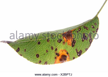 Pear rust (Gymnosporangium fuscum Stock Photo: 74591828 - Alamy