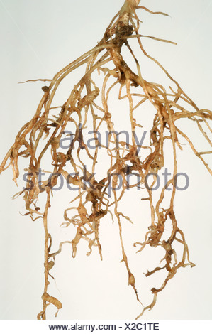 Pea roots with galls caused by root knot nematode Meloidogyne hapla ...