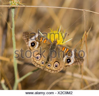 Blue Common Buckeye Butterfly Junonia Coenia Stock Photo: 56109466 - Alamy
