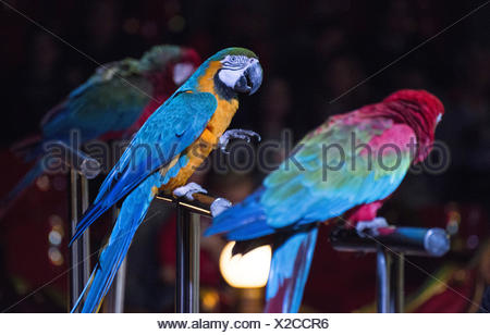 Blue parrots in the circus Stock Photo: 75360495 - Alamy