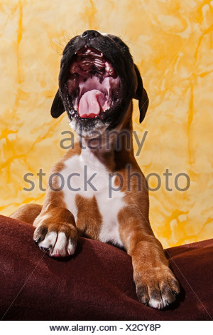 Boxer dog, yawning puppy Stock Photo: 61804371 - Alamy