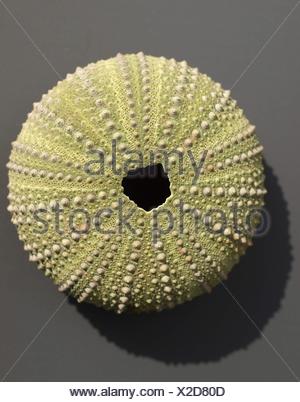 interior limestone skeleton (endoskeleton) of a sea urchin Stock Photo ...