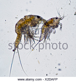 Copepods Crustaceans Marine Plankton Stock Photo - Alamy
