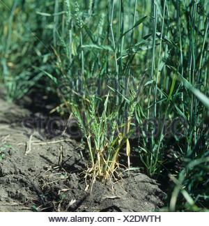 Dwarf bunt Tilletia controversa causing dwarfing in bearded wheat Stock ...