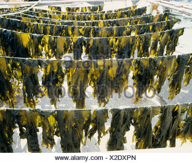 Seaweed drying on rack Stock Photo: 17786362 - Alamy