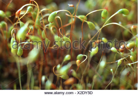 Cord moss (Funaria hygrometrica), capsules, Germany Stock Photo ...