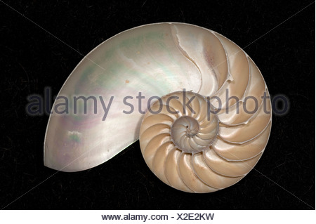 CHAMBERED NAUTILUS Nautilus pompilius SHELL CUT IN HALF SHOWING A Stock ...