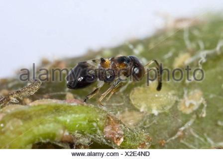 Parasitoid wasp, Encyrtus infelix, commercial biological control Stock ...