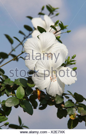 Jaswand flower or Hibiscus, Shoe Flower (Hibiscus rosa-sinensis Stock ...