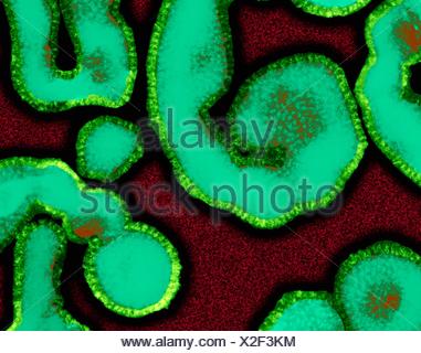 Influenza virus (RNA virus,Orthomyxoviridae Family),coloured Stock ...