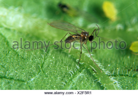 Predatory midge Aphidoletes aphidimyza larvae preying on peach potato ...