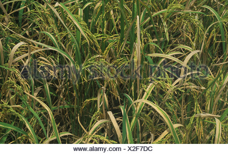 Bacterial blight Xanthomonas oryzae disease infection on rice plant ...