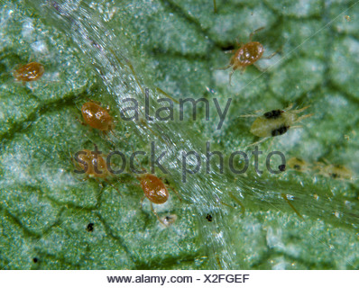 Predatory mites (Phytoseiulus persimilis) on a leaf with prey mites ...