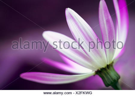 Florists Cineraria (Pericallis x hybrida, Cineraria x hybrida Stock ...