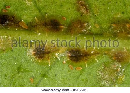 Soft Brown Scale Insect Coccus hesperidum along Camellia leaf Stock ...