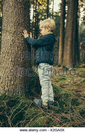 Boy touching tree trunk in autumn Stock Photo: 50274135 - Alamy