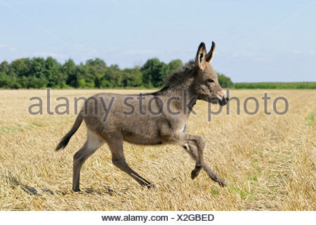 young donkey - running on field Stock Photo - Alamy