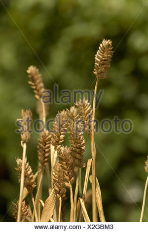 club wheat, wheat (Triticum aestivum ssp. compactum, Triticum Stock ...