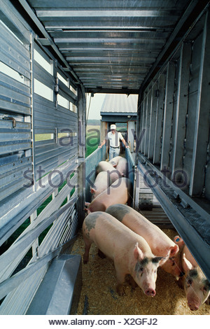 Domestic Pig, farmer loading pigs into trailer at market, Chelford ...