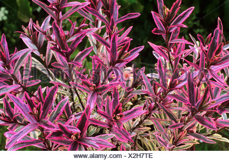 Hebe 'Heartbreaker' hebes red crimson leaf leaves foliage garden Stock ...