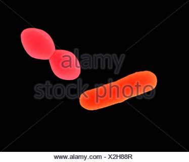 Streptococcus pneumoniae bacteria, coloured scanning electron ...