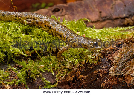 sharp-ribbed salamander, sharp-ribbed newt, Spanish ribbed newt Stock ...