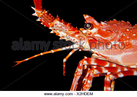 Natal Spiny Lobster (Palinurus delagoae), captive, Cape Town, Western ...