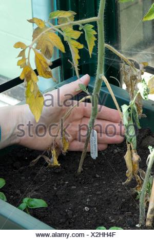Brown Rot and Corky Root- on Tomato plant- - (fungus Pyrenocheata Stock ...