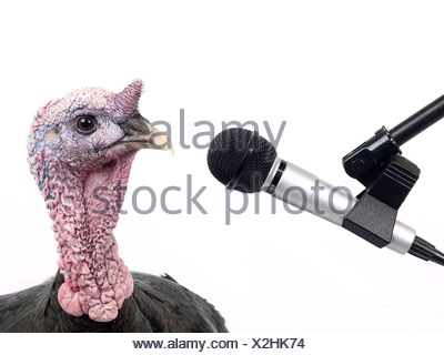 A turkey with a microphone - talking turkey Stock Photo - Alamy
