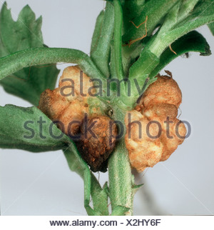 Crown gall Agrobacterium radiobacter var tumefasciens on Stock Photo ...