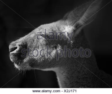 Side profile kangaroo portrait head neck only Stock Photo: 238406262 ...