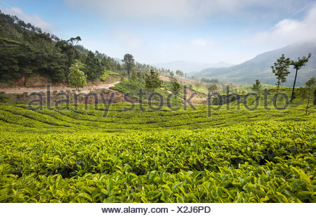 Tea plantation in the Kannan Devan Hill in Munnar, Kerala, India Stock ...