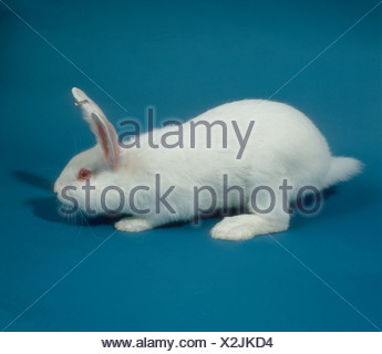 A white laboratory research rabbit, breed New Zealand White Stock Photo ...