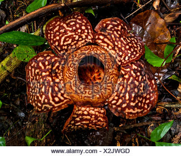 close up view Rafflesia flower, Rafflesia arnoldii, with a woman hand ...