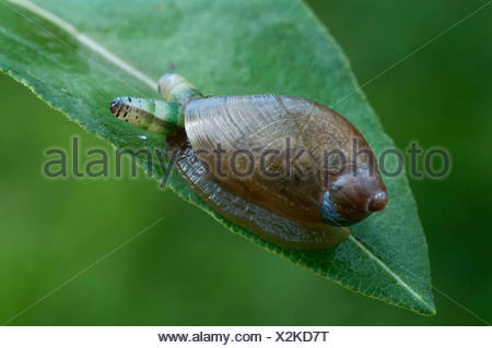 Green-banded broodsac (Leucochloridium paradoxum), a parasitic Stock ...