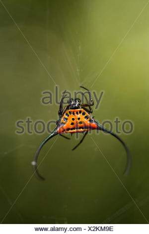 Curved spiny spider (Gasteracantha arcuata Stock Photo: 92124778 - Alamy