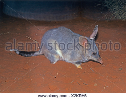 greater bilby, rabbit-ear bandicoot (Macrotis lagotis), at night Stock ...