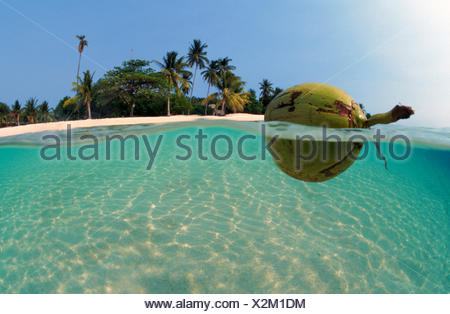 Coconut floating on water, Indo-pacific. Split-level. Dispersal of ...