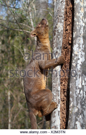 fossa (Cryptoprocta ferox), climbing a tree early morning, largest ...