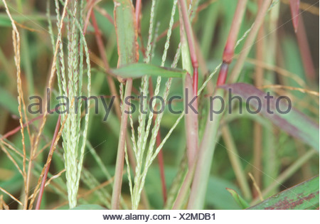 Large crabgrass Digitaria sanguinalis inflorescences Stock Photo - Alamy