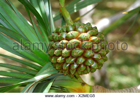 Screw Pine fruit (Pandanus), Mauritius, Africa Stock Photo: 17411910 ...