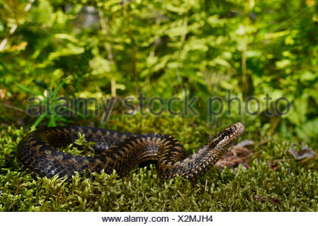 Adder Vipera berus sweden swedish snakes snake poisonous European Stock ...