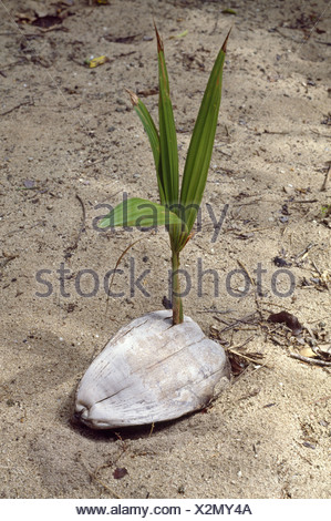 SPROUTING COCONUT PALMS ON BEACH (COCOS NUCIFERA) AN EXAMPLE OF SEED ...