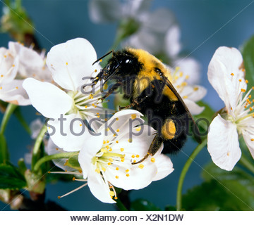 BUMBLE BEE (BOMBUS FERVIDUS) ADULT ON APPLE BLOSSOM, STERILE FEMALE ...